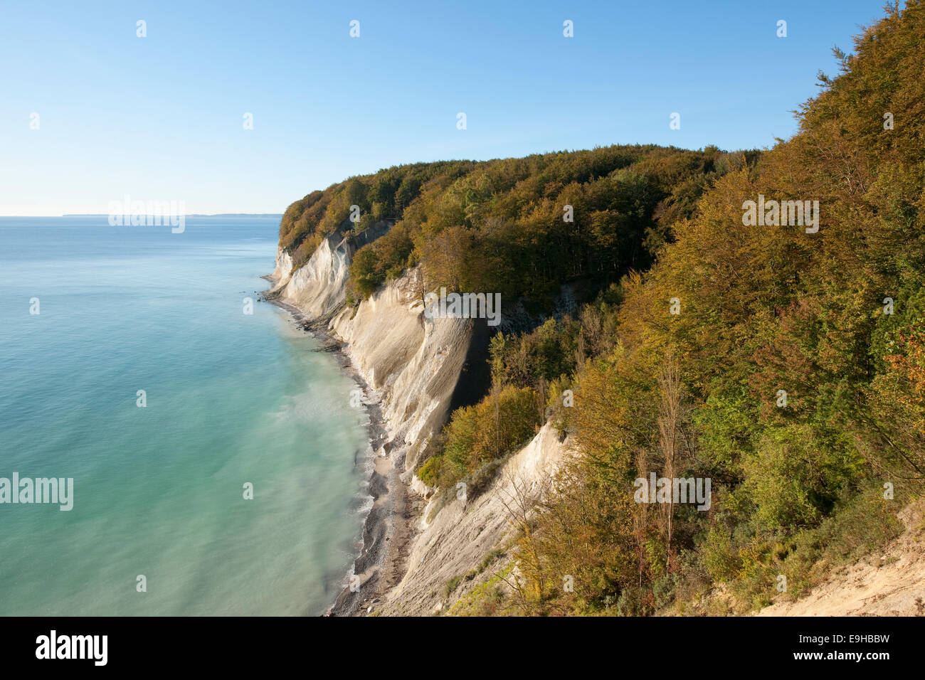 Baltic Sea, chalk cliffs and beech forest, Common beech trees (Fagus ...