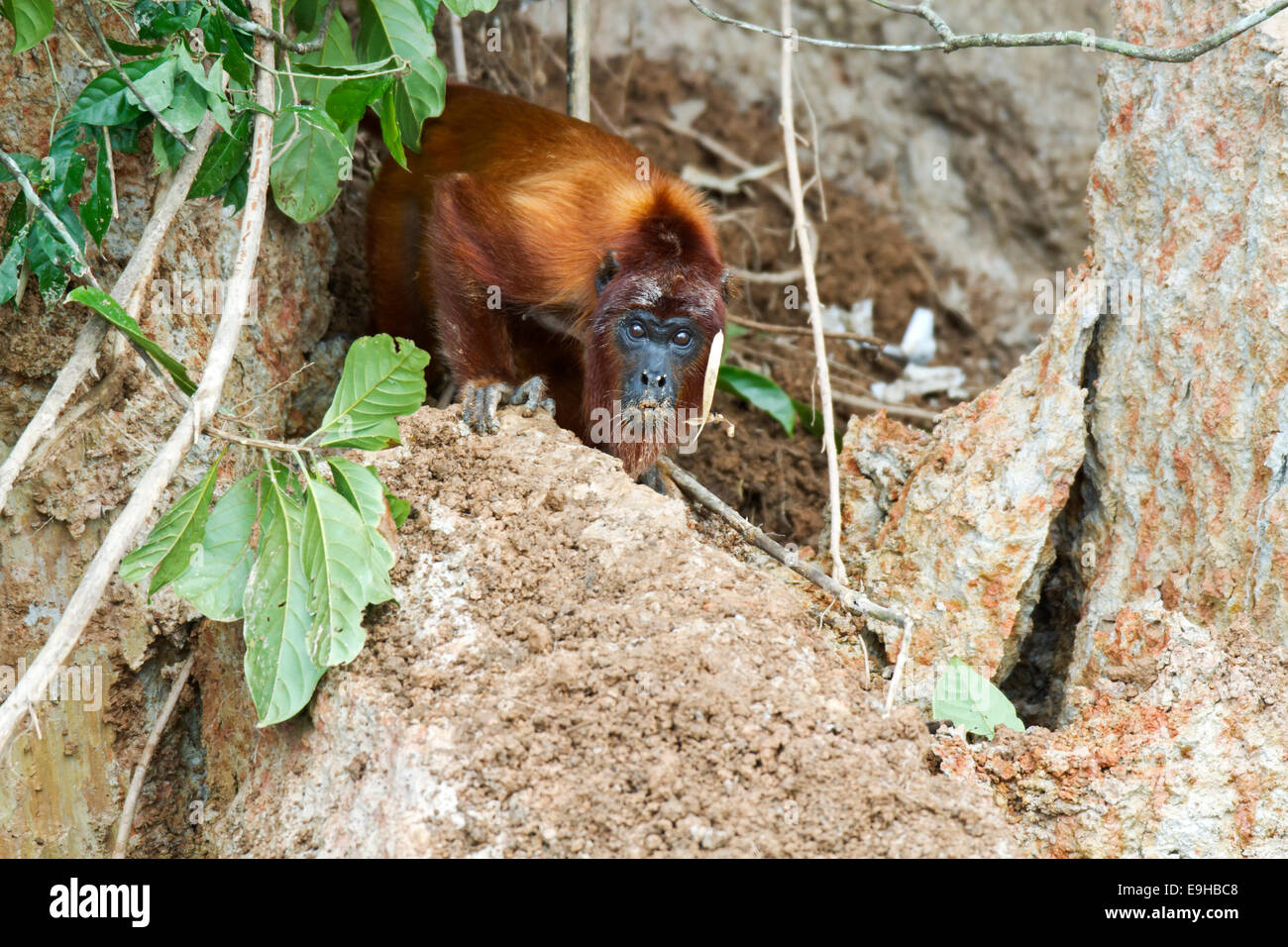 Red Howler Monkey (Alouatta seniculus) eating clay at a clay lick ...