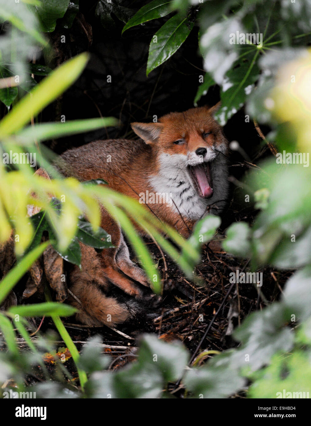 Dog and fox brighton hi-res stock photography and images - Alamy