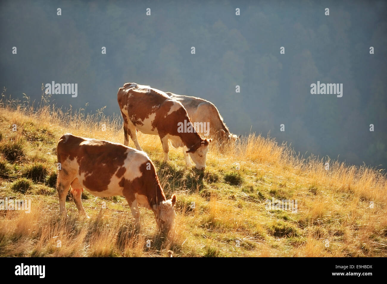 Autumn scene with a dairy cows grazing up the mountain Stock Photo - Alamy