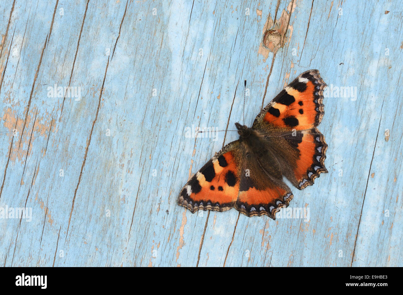 small tortoiseshell butterfly Stock Photo - Alamy
