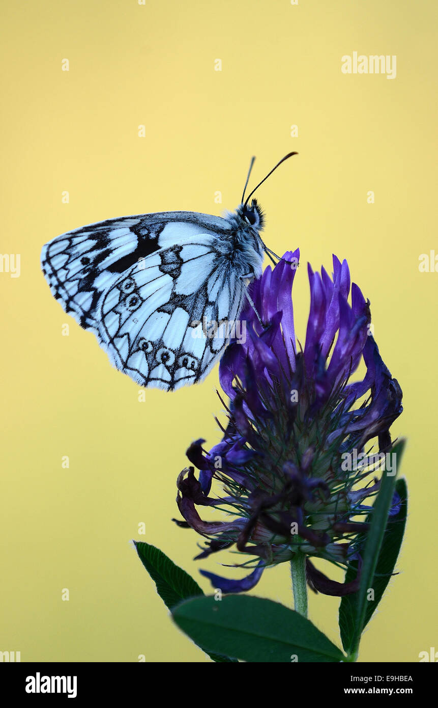 Intricate marbled detail hi-res stock photography and images - Alamy