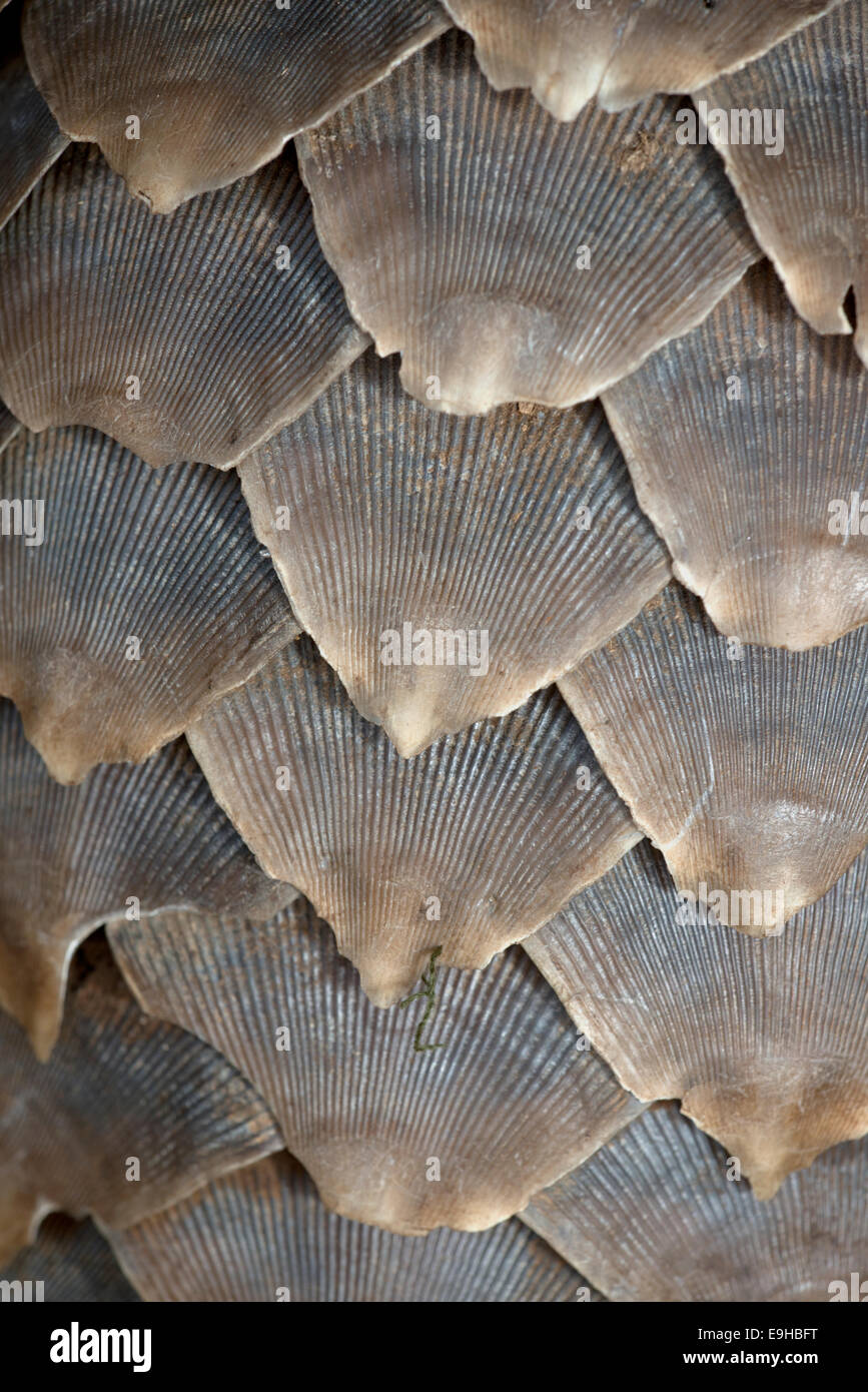 Scaly armour hi-res stock photography and images - Alamy