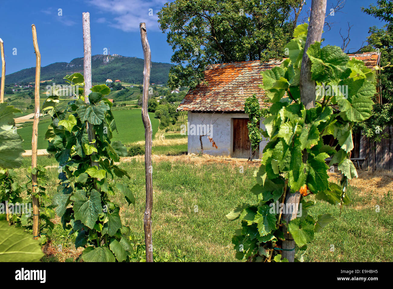 Traditional vineyard and cottage in Kalnik Stock Photo - Alamy
