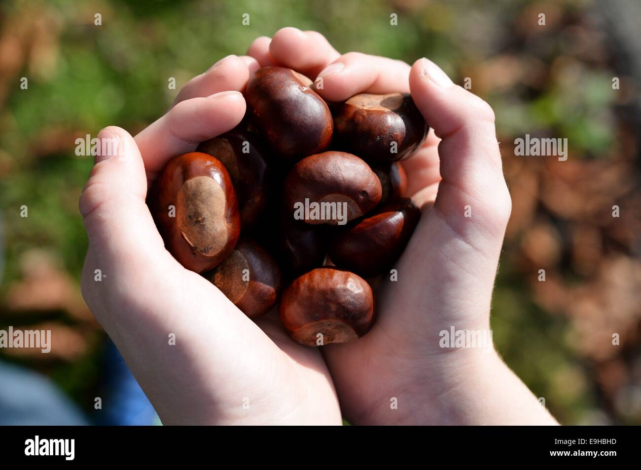 Picking chestnuts, Germany, 27. October 2014. Photo: Frank May/picture ...
