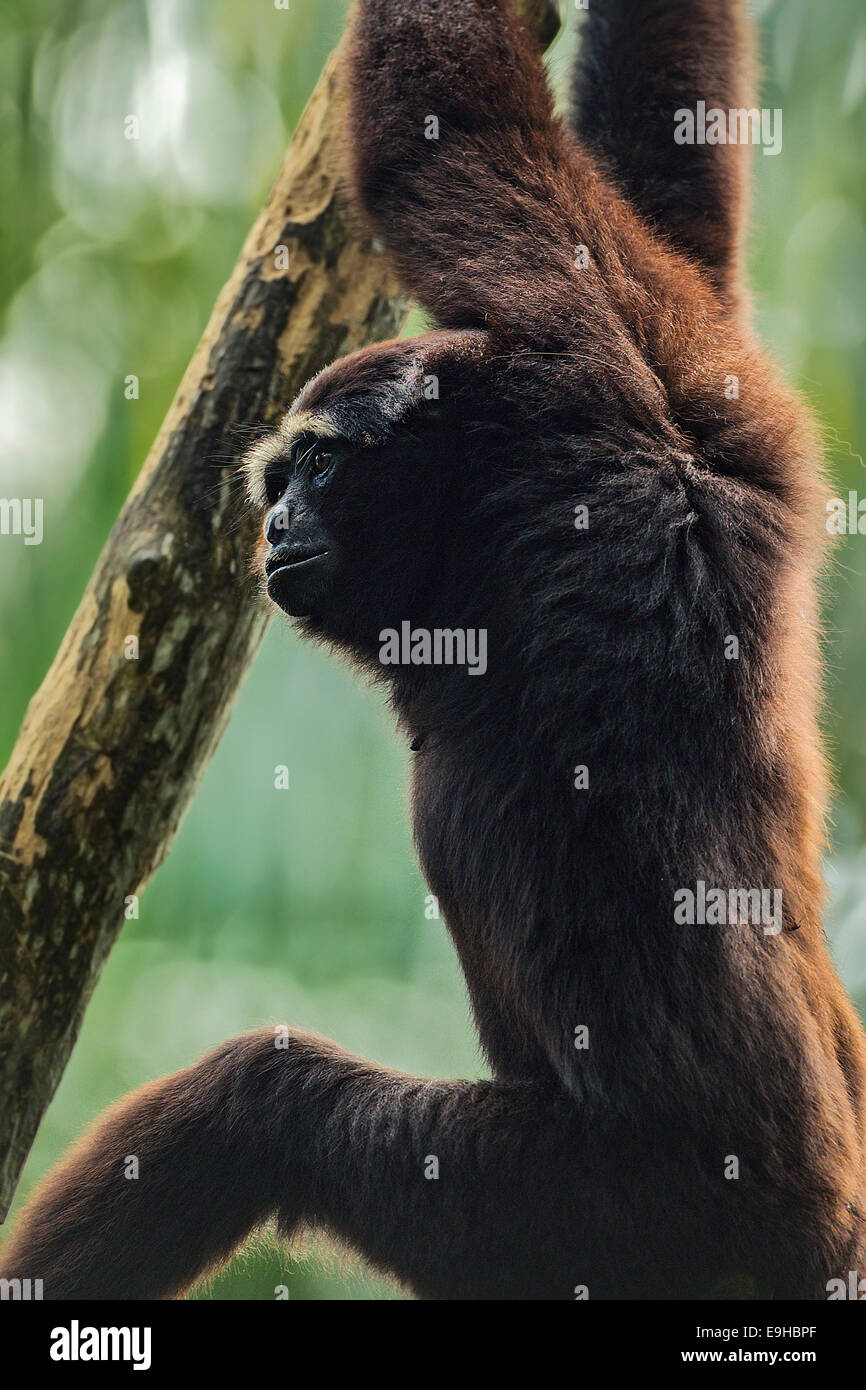 Captive Agile Gibbon (Hylobates agilis) at Singapore Zoo Stock Photo ...
