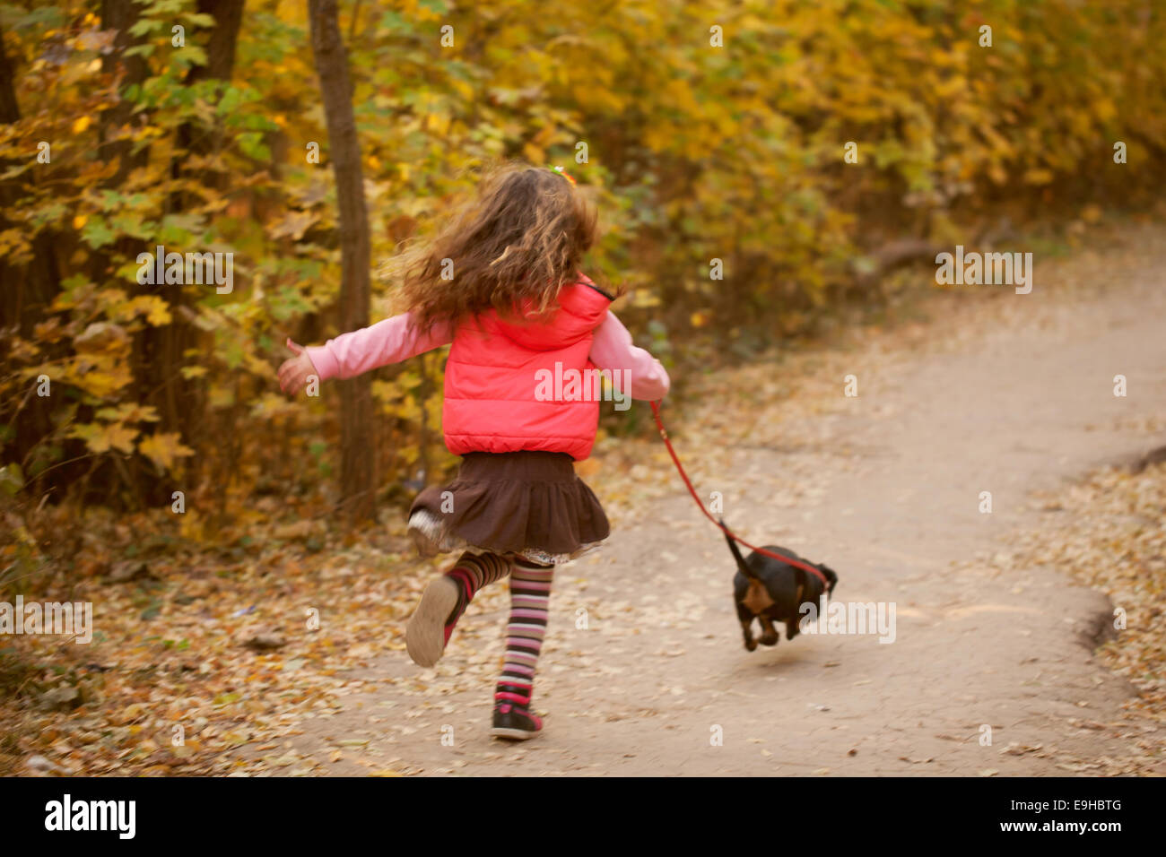 Little kid running and walking with a dachshund puppy. Love to animals ...