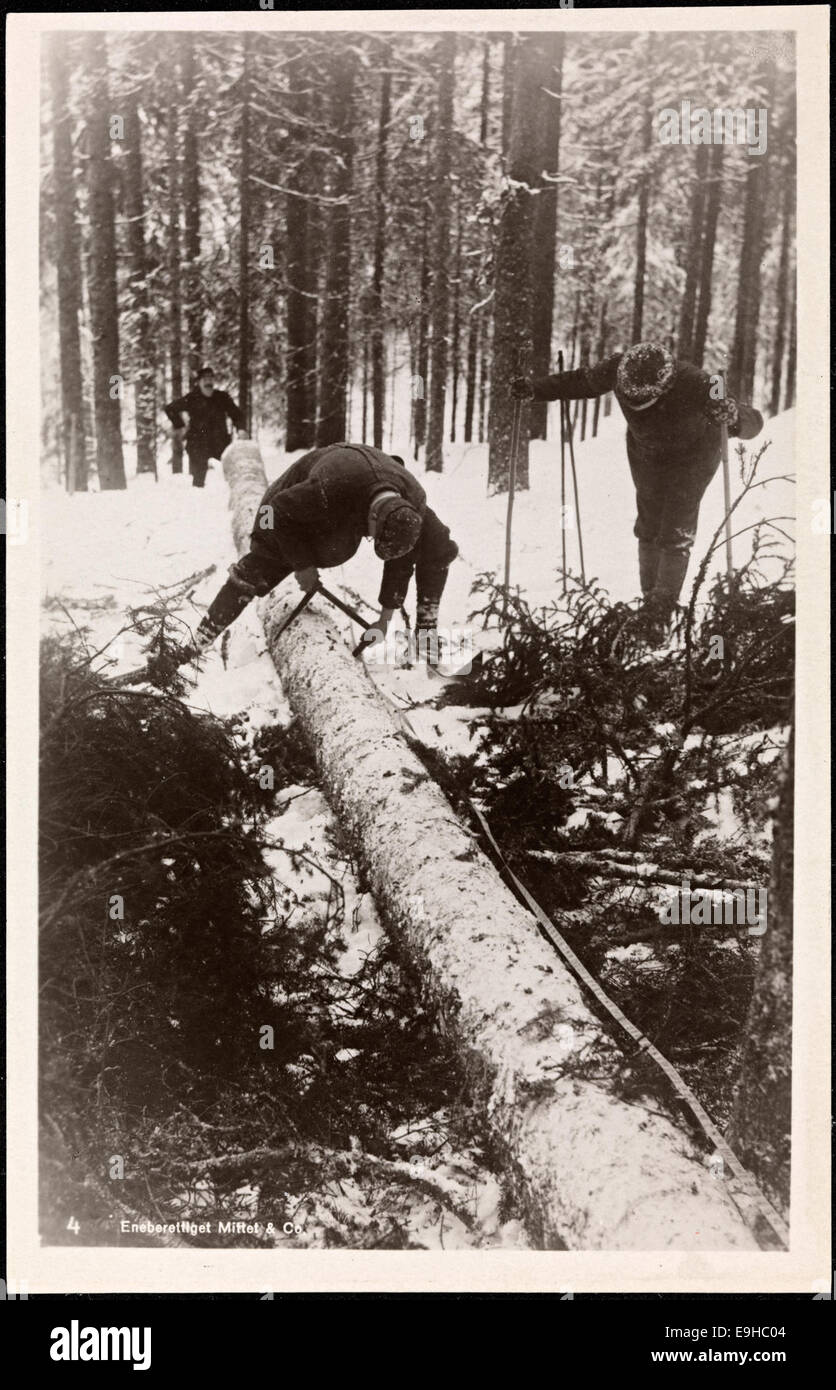 A historical photograph showing lumbering activity, specifically tree ...