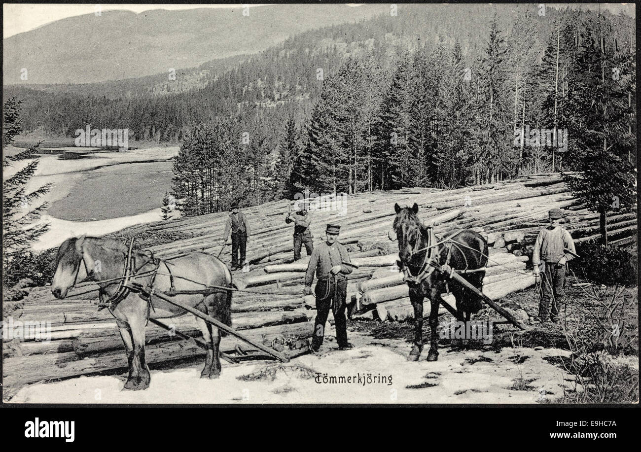 A historical postcard showing timber marking in Norway, with horses ...