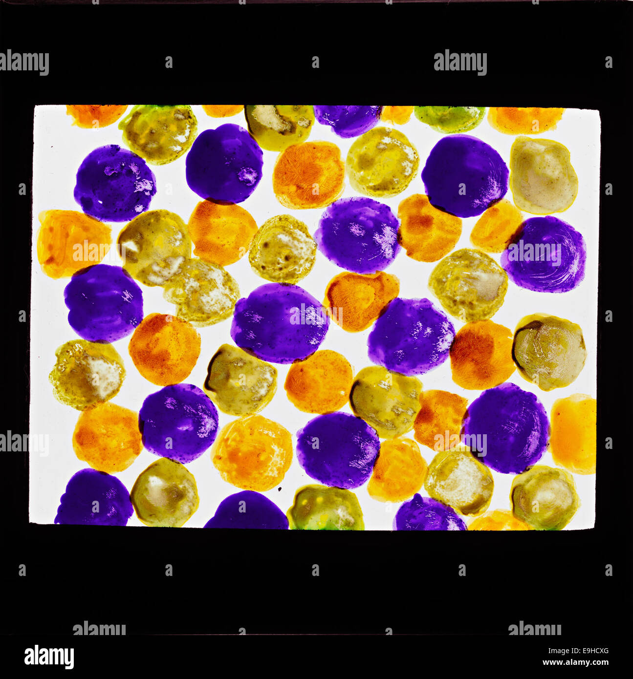 This rare autochrome photograph, taken by Norwegian botanist Hanna ...