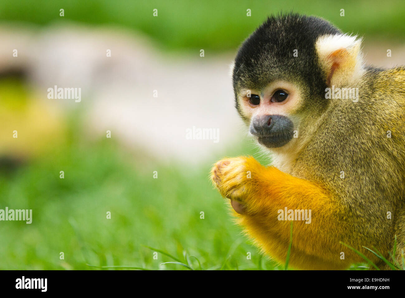 squirrel monkeys (Saimiri Stock Photo - Alamy