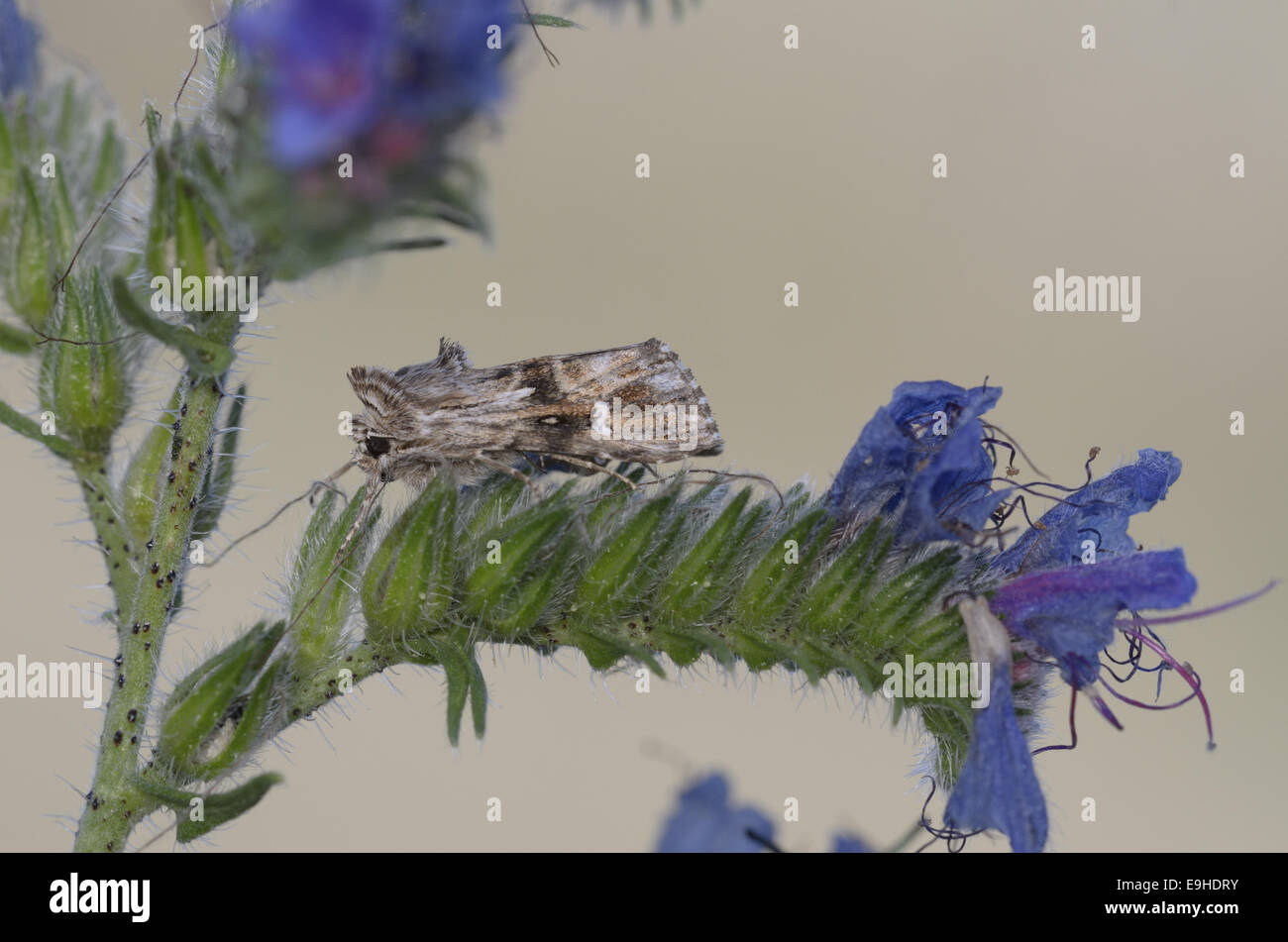 Silver Y (Autographa gamma Stock Photo - Alamy