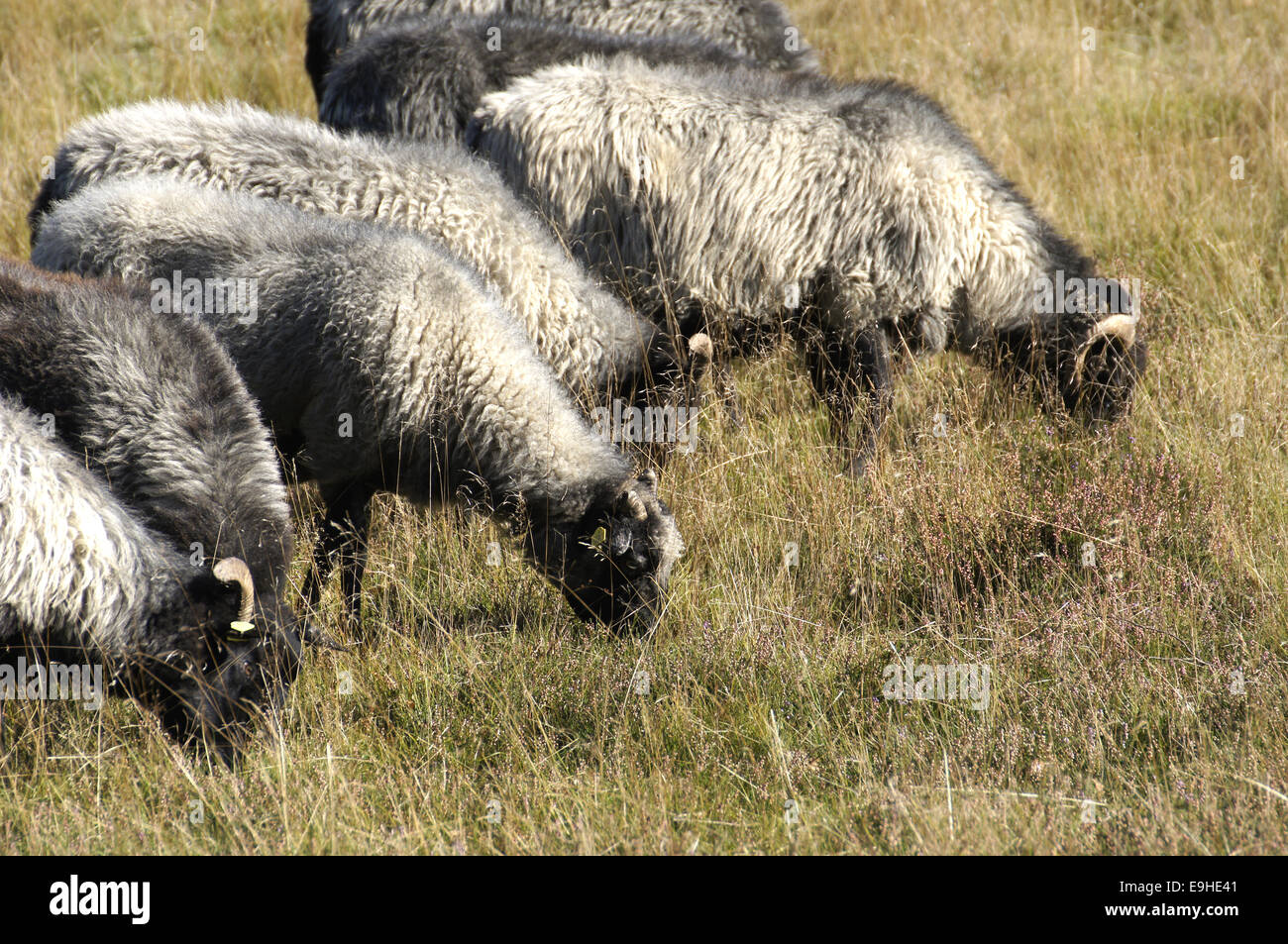 German heath in Heathlands Stock Photo - Alamy