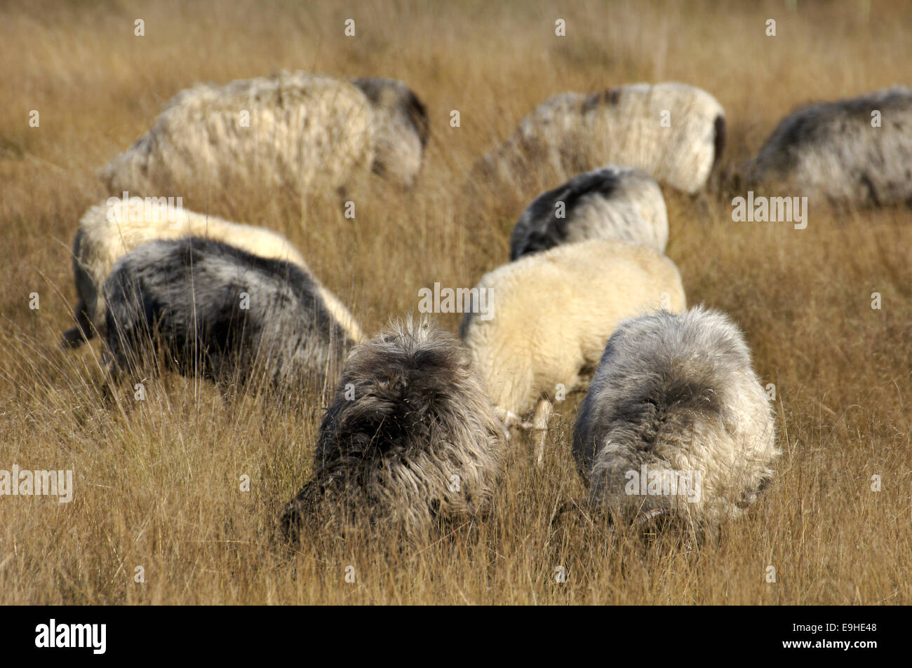 German heath in Heathlands Stock Photo - Alamy