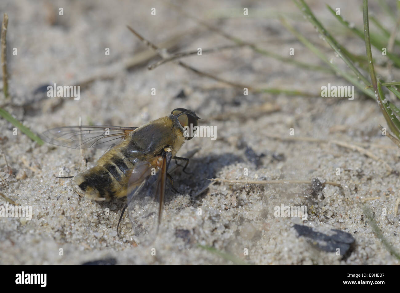 Bee Fly (Villa modesta Stock Photo - Alamy