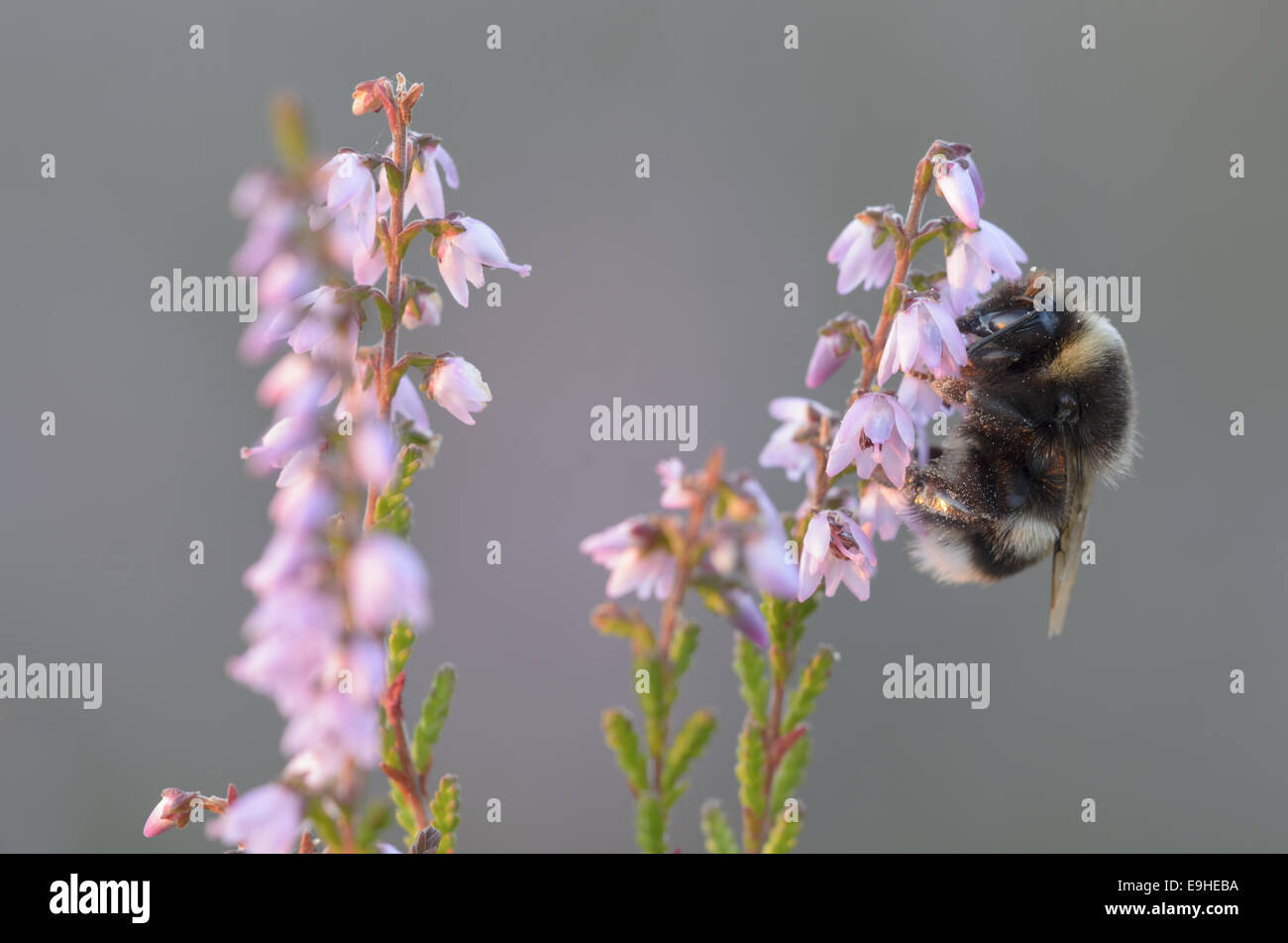 White-Tailed Bumblebee (Bombus lucorum Stock Photo - Alamy