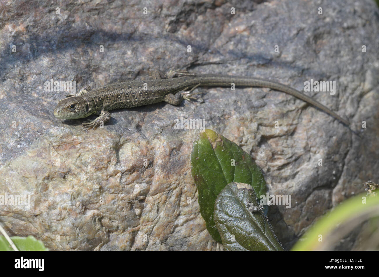 Female Sand Lizard Stock Photos & Female Sand Lizard Stock Images - Alamy