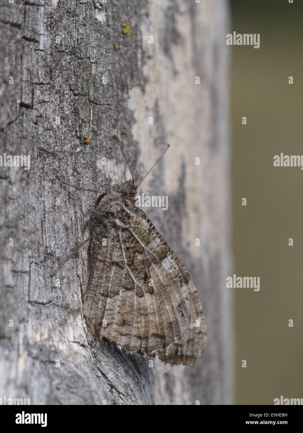 Hipparchia hi-res stock photography and images - Alamy