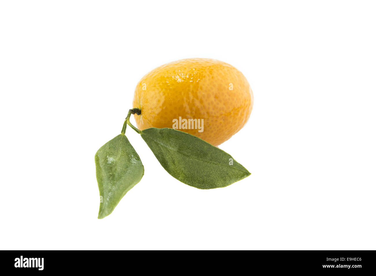 Small segment Cut Out Stock Images & Pictures - Alamy