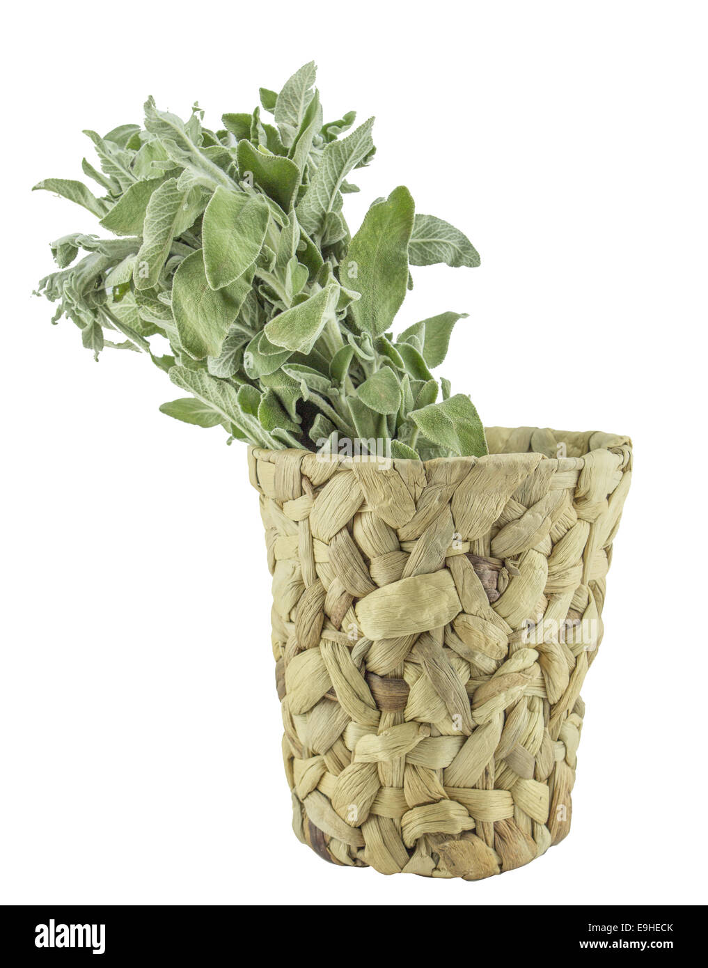 Fresh sage leaves Stock Photo - Alamy