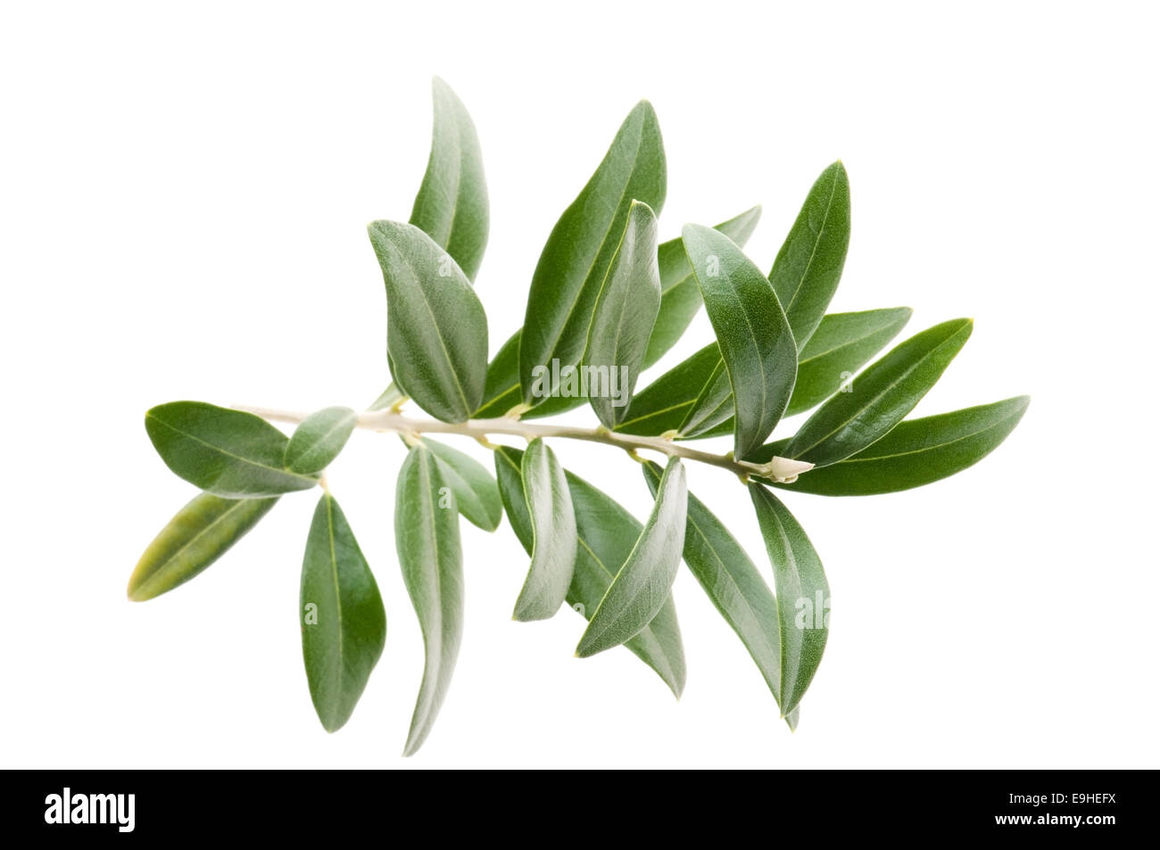 Fresh olive branch leaves isolated on white background Stock Photo - Alamy