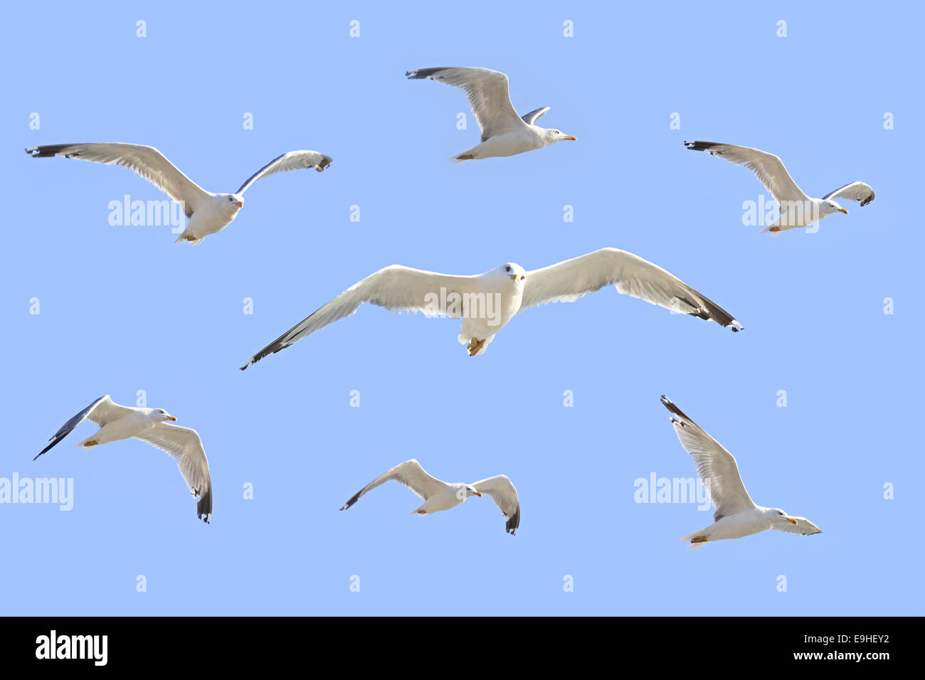 Sea gull flying in the blue sky Stock Photo - Alamy
