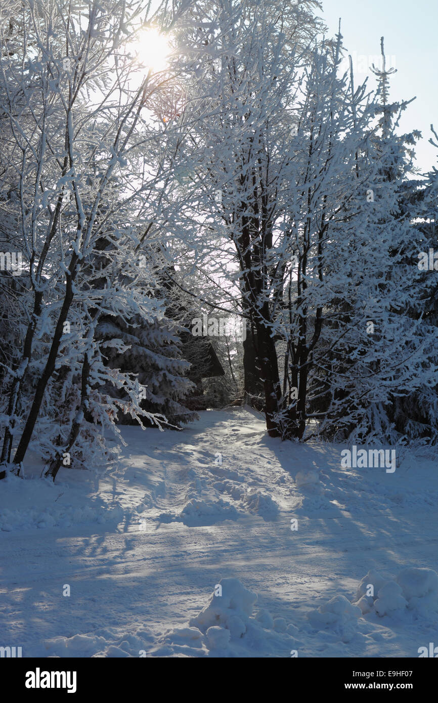 Knurled tree hi-res stock photography and images - Alamy