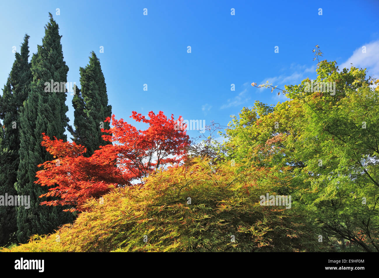 A colorful shrubs with red leaves Stock Photo - Alamy