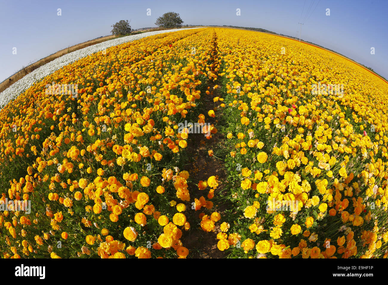 Bright spring flower fields Stock Photo - Alamy