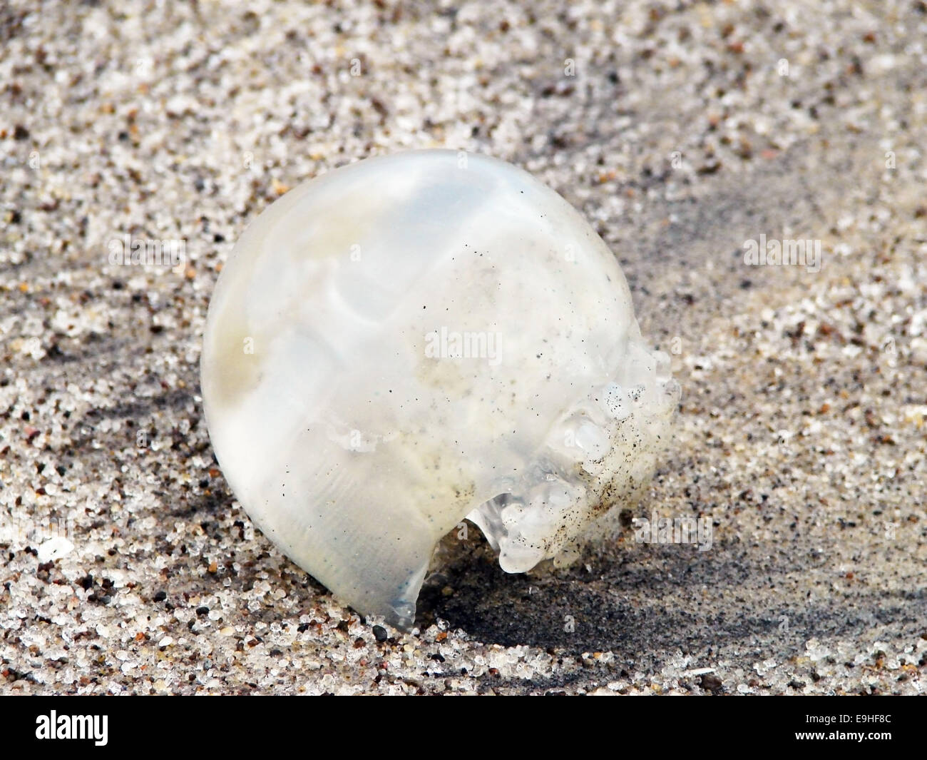 Cute round jelly fish or medusa washed up on the shore or sandy beach ...