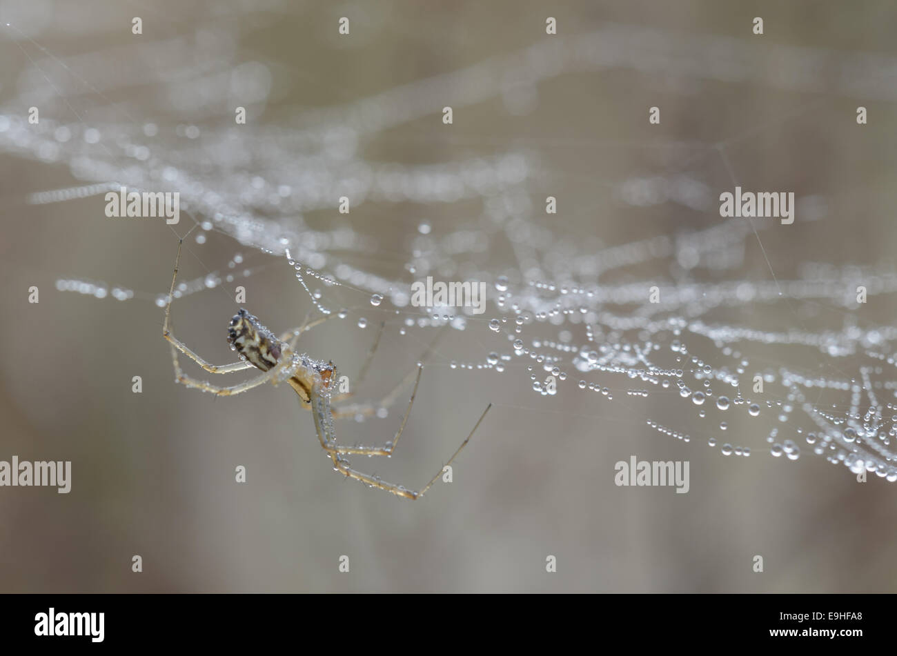 Sheet Weavers (Linyphiidae), Germany Stock Photo - Alamy