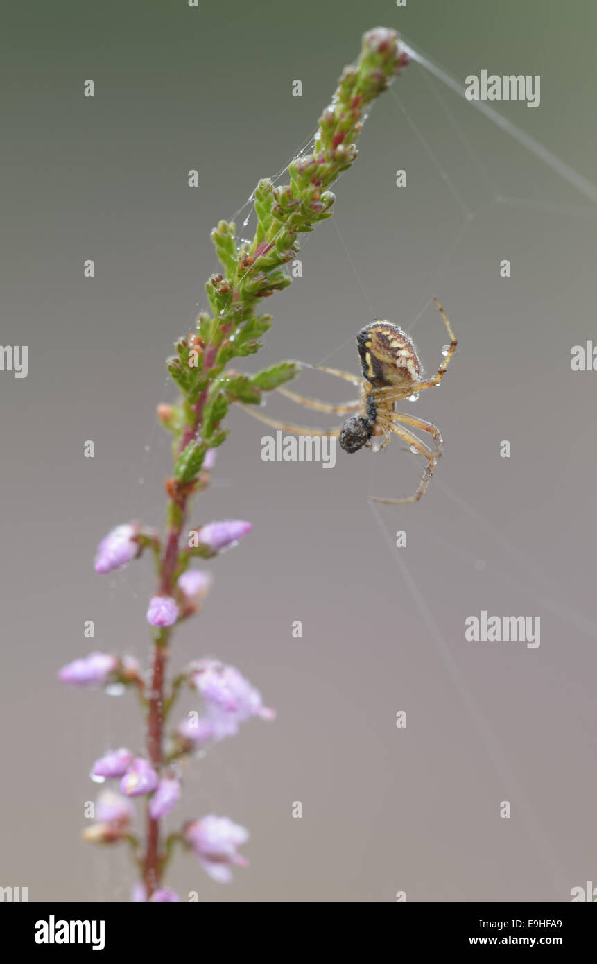 Spider (Neoscona adianta Stock Photo - Alamy