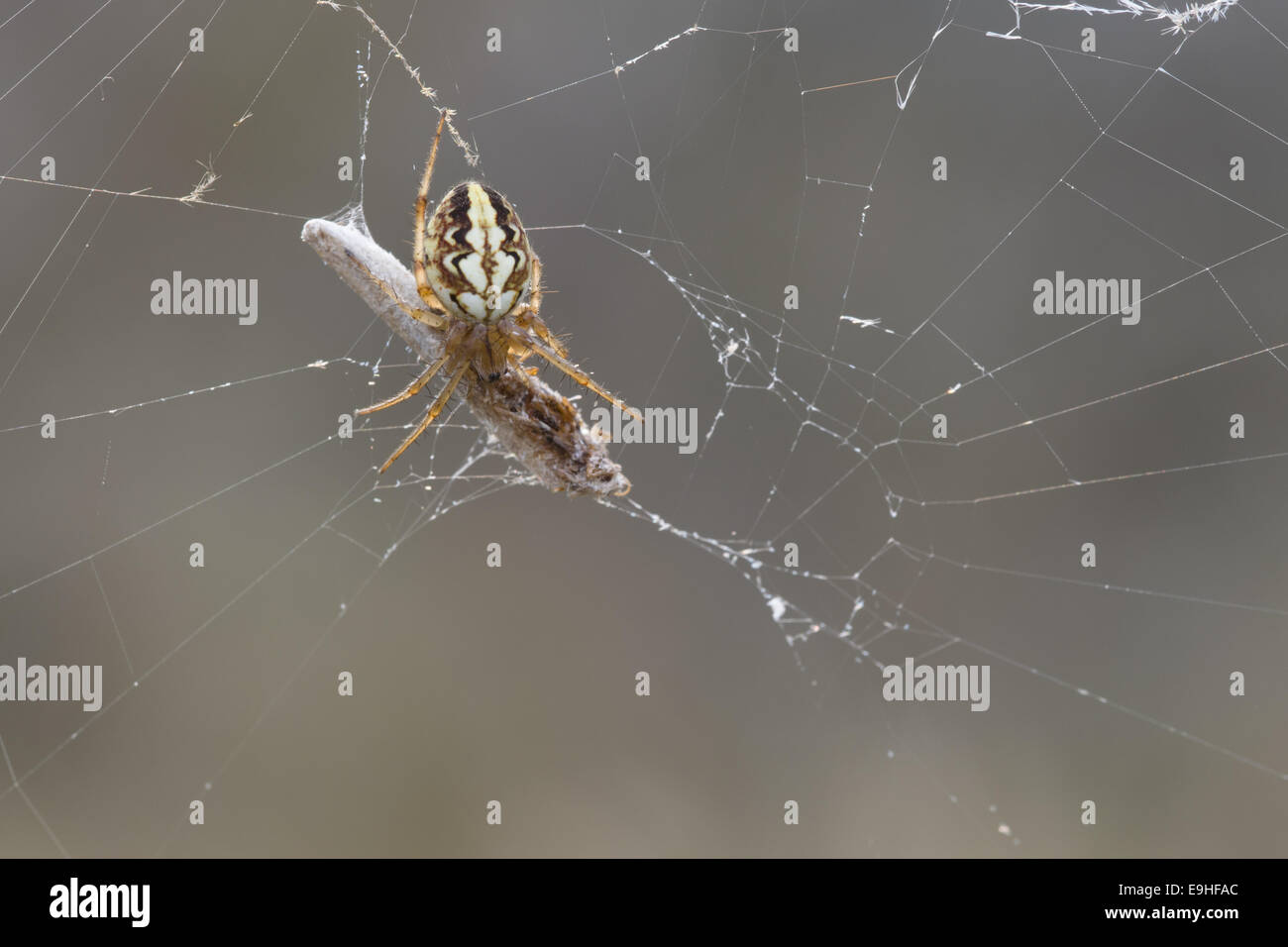 Spider (Neoscona adianta Stock Photo - Alamy