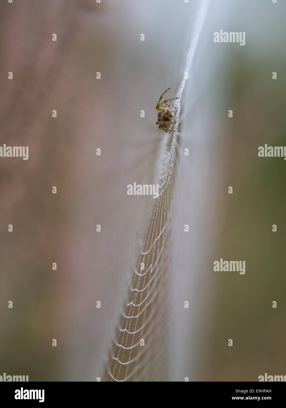 Spider (Neoscona adianta Stock Photo - Alamy