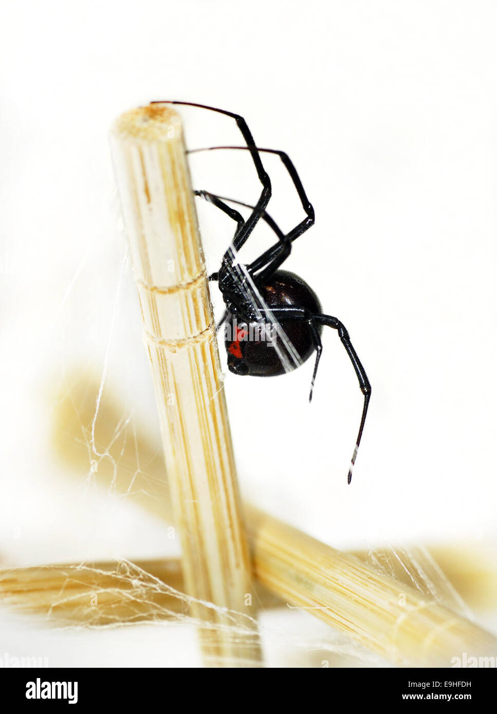 Beautiful and deadly female black widow spider, Latrodectus hesperus ...