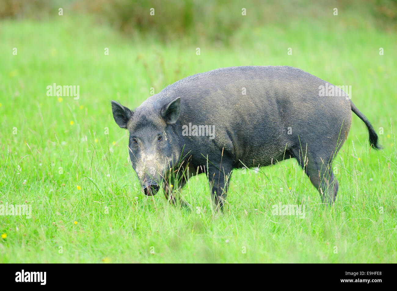 Female wild boar in field (captive). Devon UK July 2014 Stock Photo - Alamy