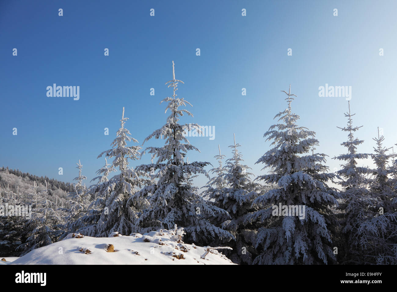 Sun in the sky tree hi-res stock photography and images - Alamy