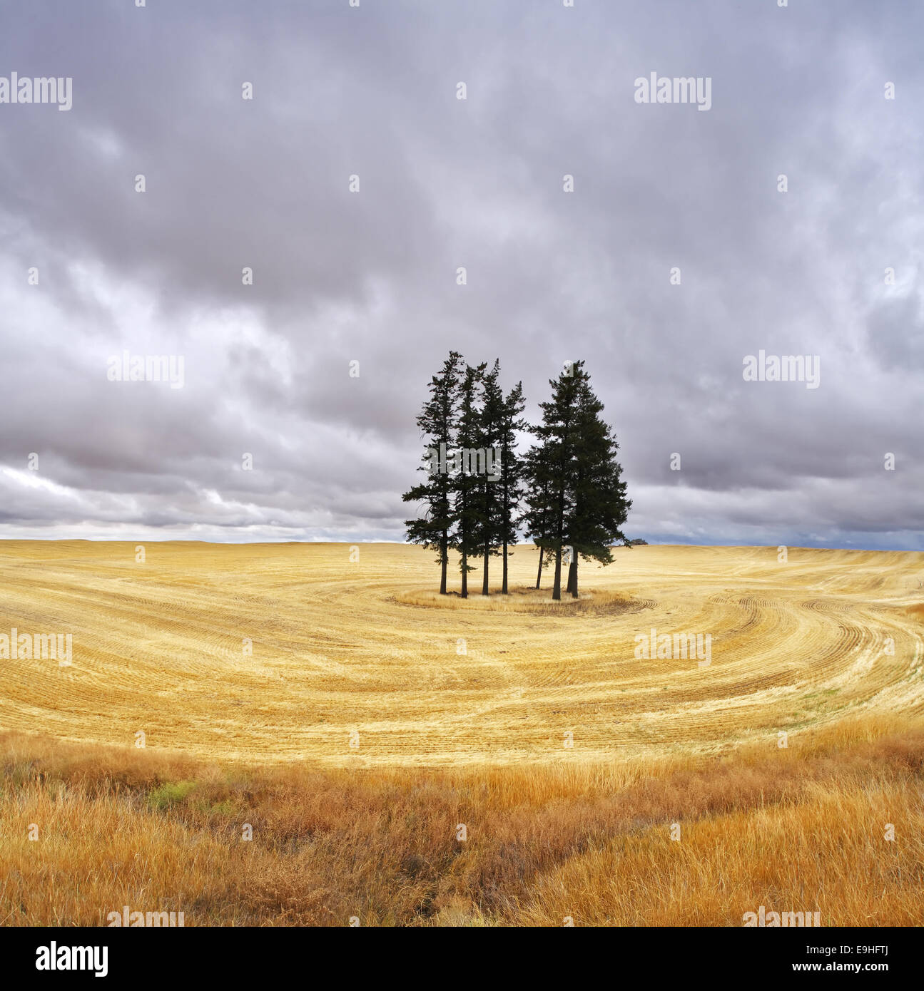 Some trees in fields Stock Photo - Alamy