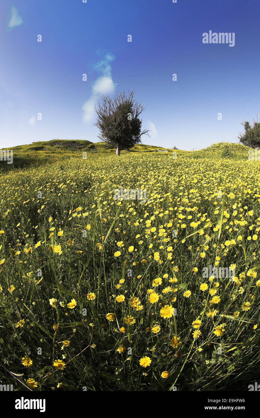 Blossoming field with camomiles and bush Stock Photo - Alamy