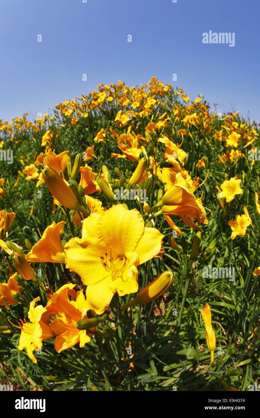 The lilies in the spring Stock Photo - Alamy