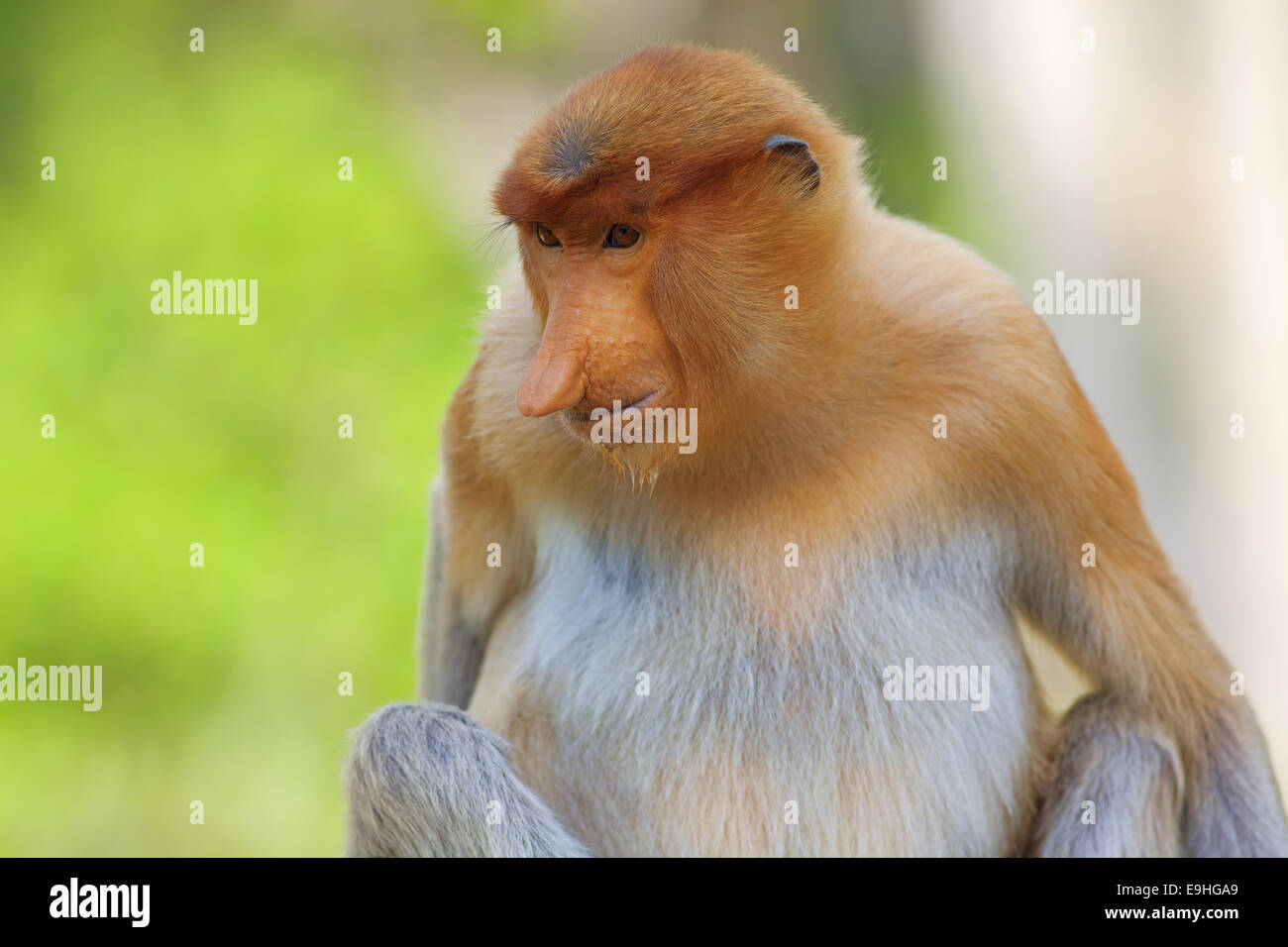 Labuk bay proboscis sanctuary hi-res stock photography and images - Alamy