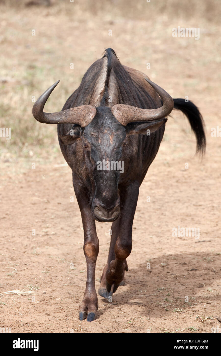 Common wildebeest blue wildebeest gnu hi-res stock photography and ...