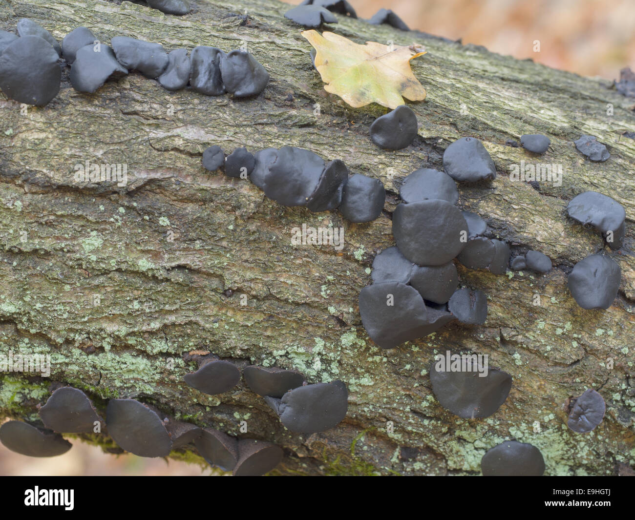 Black Bulgar (Bulgaria inquinans), Germany Stock Photo - Alamy