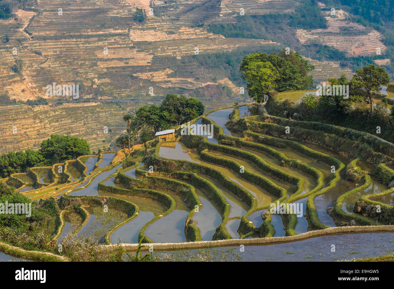 Rice terraces of Yuanyang, Yunnan, China Stock Photo - Alamy