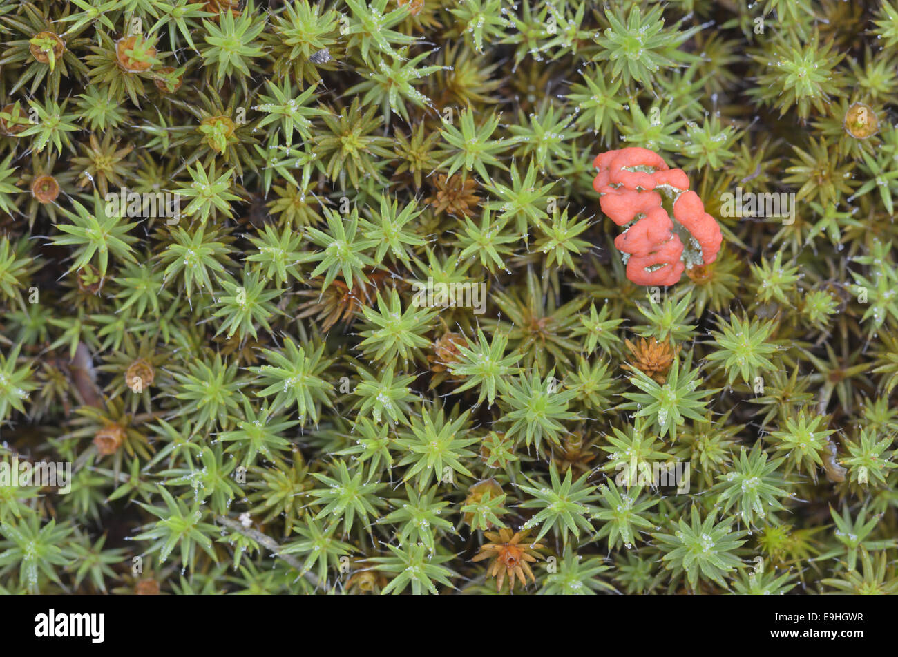 Lichen in the moss, Germany Stock Photo - Alamy