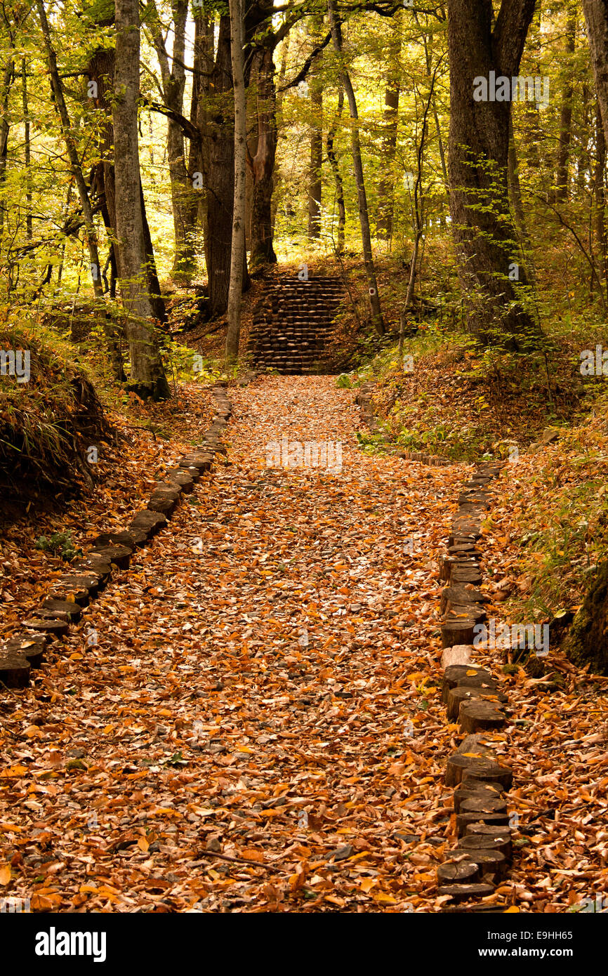 Path leads forest pine hi-res stock photography and images - Alamy