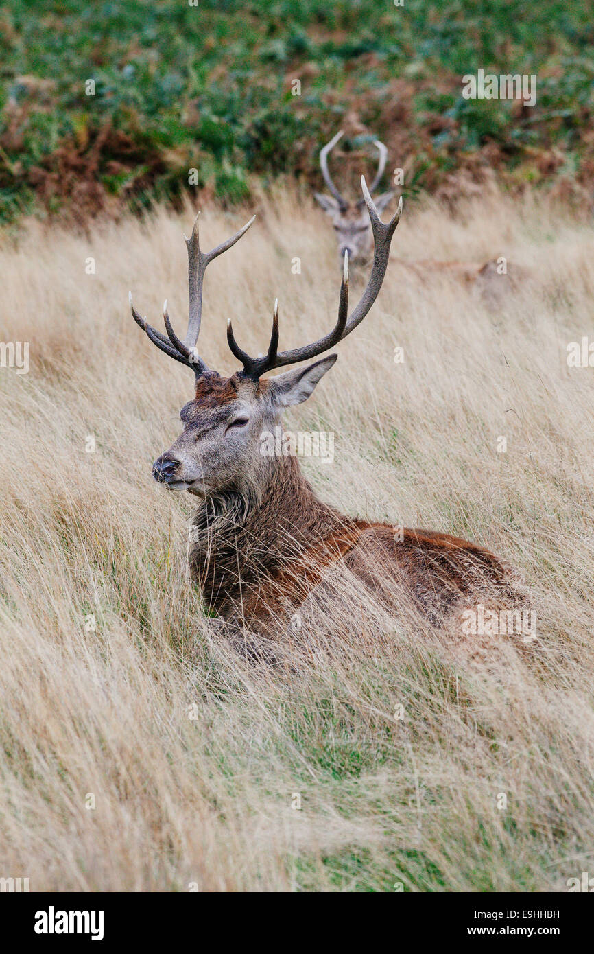 Wild deer in London’s Richmond Park. The park is a national nature ...