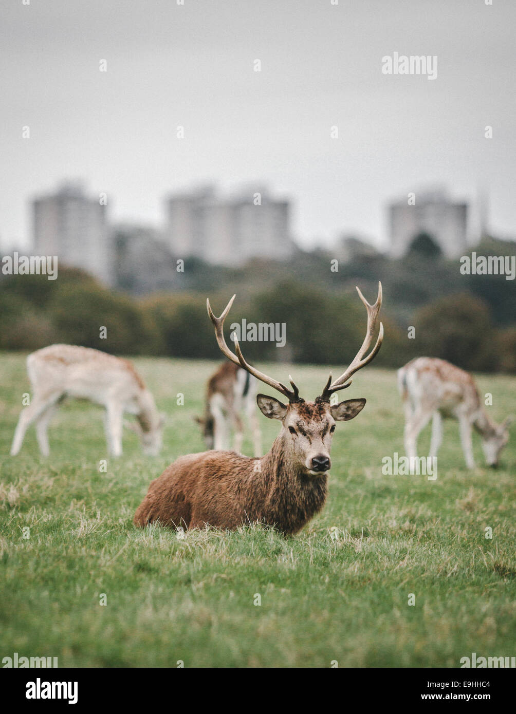 Wild deer in London’s Richmond Park. The park is a national nature ...