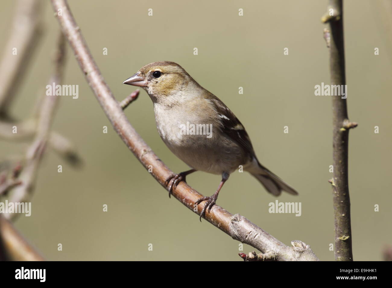 Common chaffinch female Stock Photo - Alamy