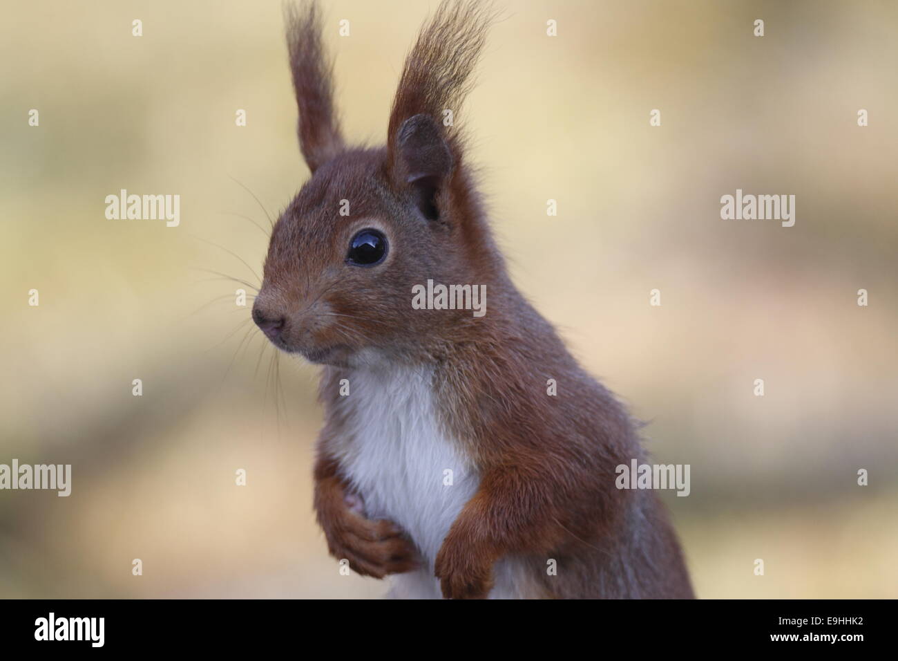 Red squirrel portrait Stock Photo - Alamy